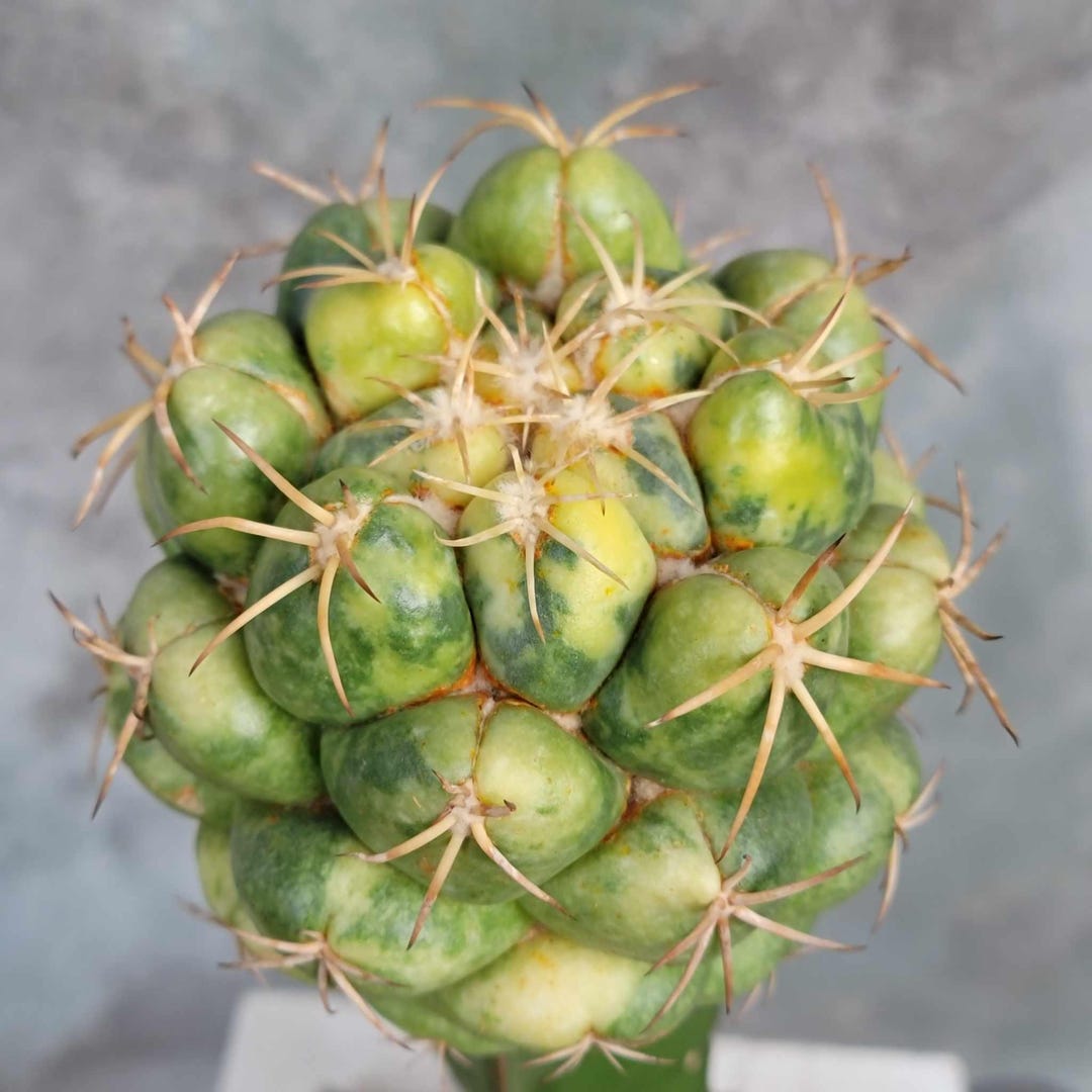 Coryphantha Elephantidens Variegata - Variegated Starry Ball Cactus ...