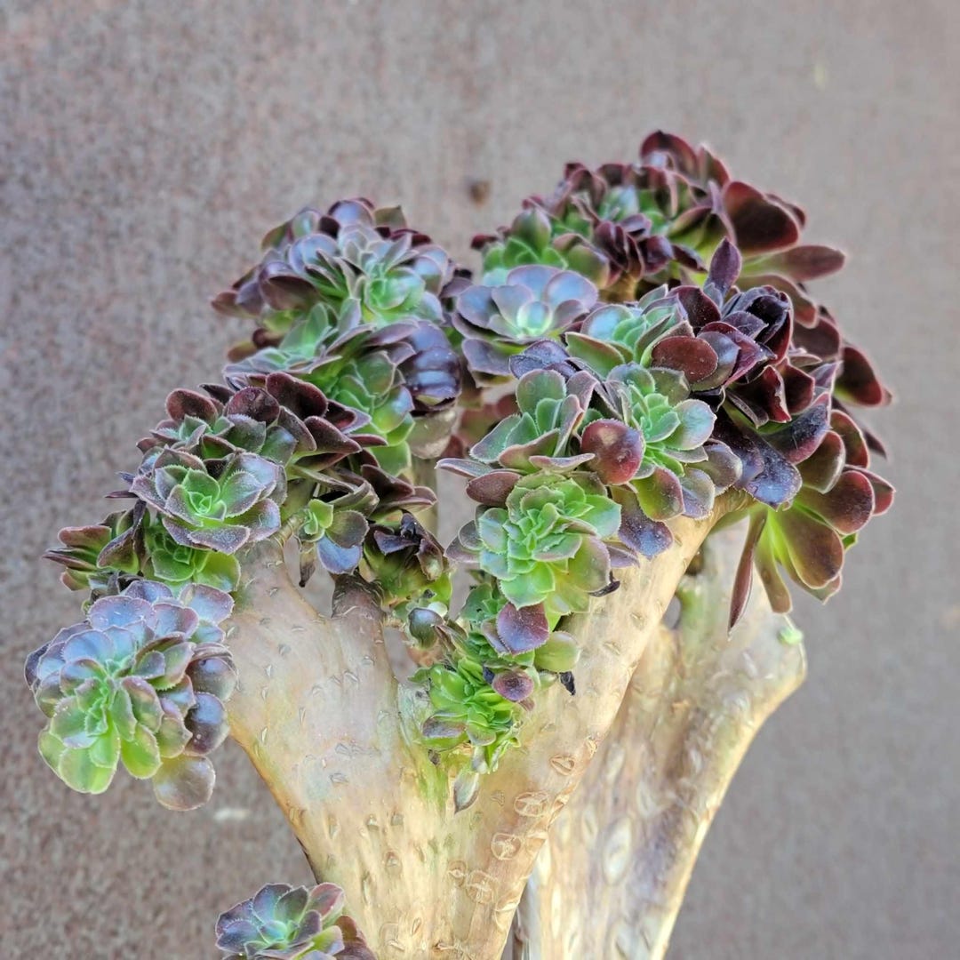 Aeonium 'medusa' Cristata Crested Aeonium Medusa BIG - Etsy
