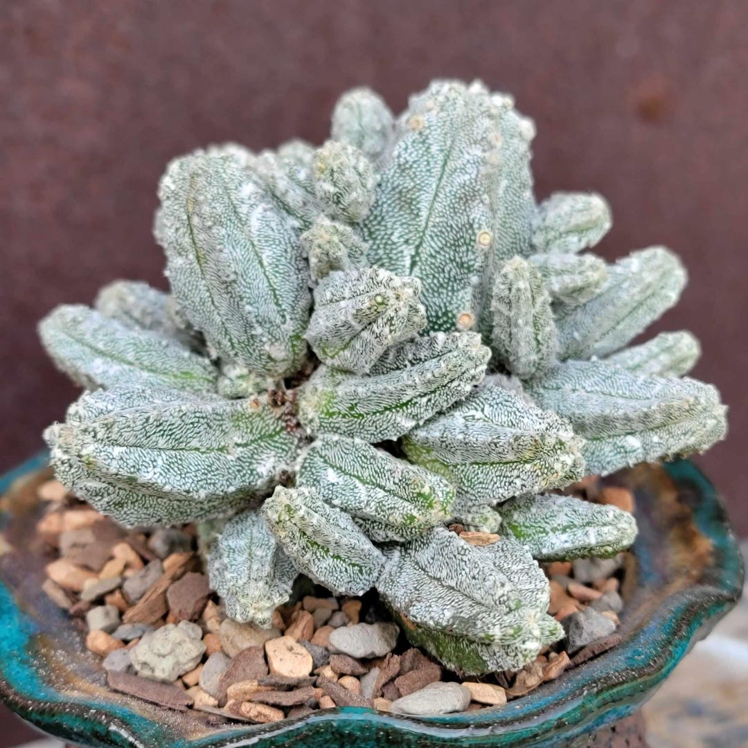Astrophytum Myriostigma Var. Columnare - Rare Cactus - Exact Specimen ...