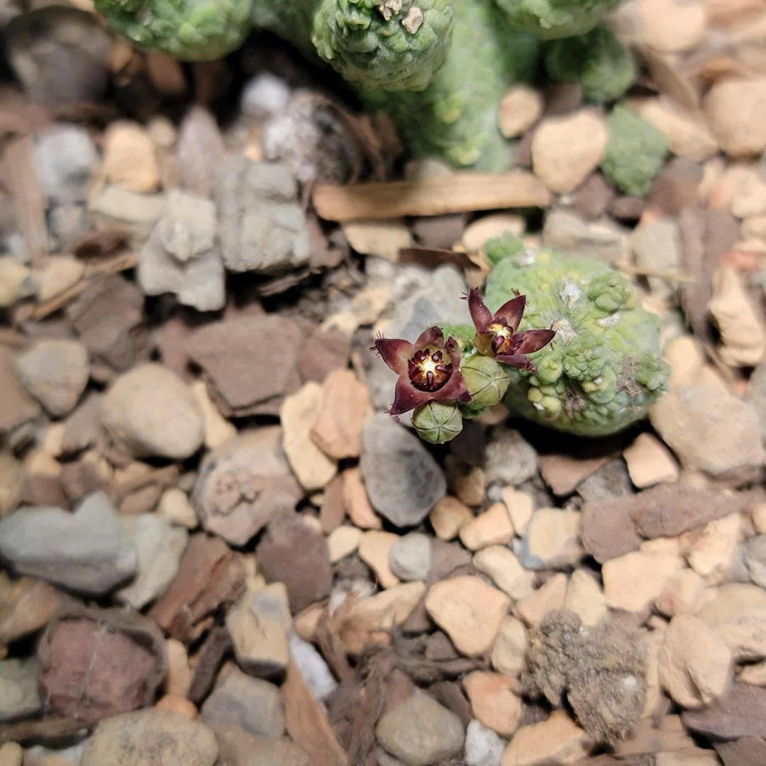 Pseudolithos Caput-viperae - Snake's Head - Viper's Head - Rare ...