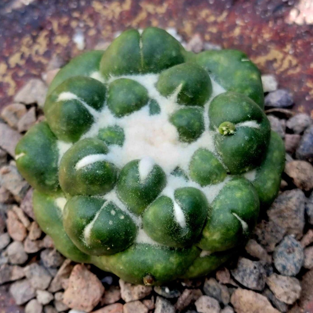 Coryphantha Elephantidens Cv Inermis - Exact Specimen - Rare Cactus - Etsy