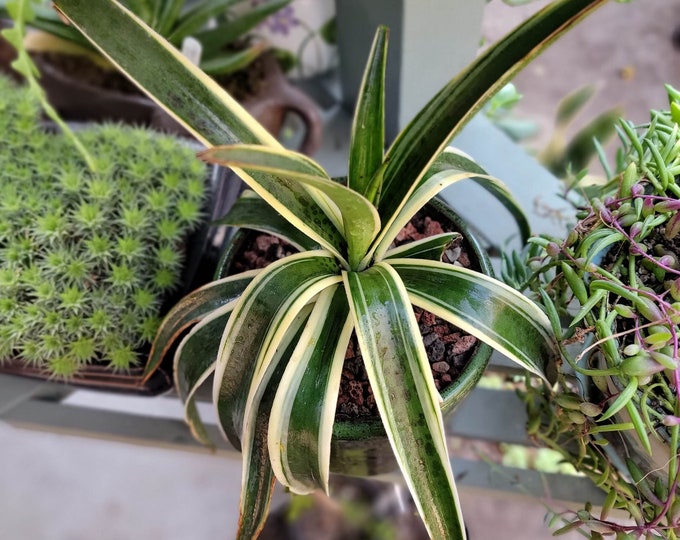 Mangave 'snow Leopard' Succulent - 1 Gallon - Etsy