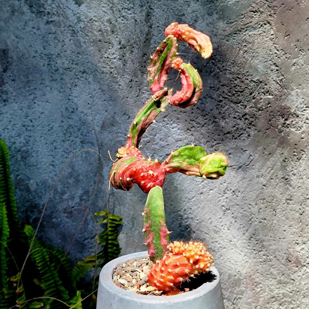 Myrtillocalycium 'polyp' Chimera Variegata - Rare Cactus - Etsy