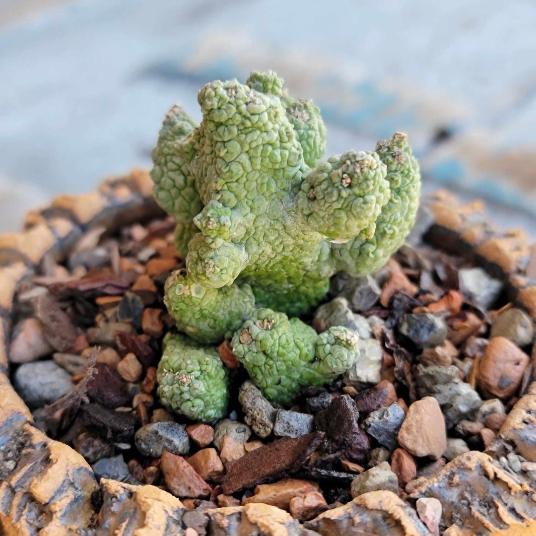 Pseudolithos Caput-viperae Snake's Head Viper's Head Rare Succulent - Etsy