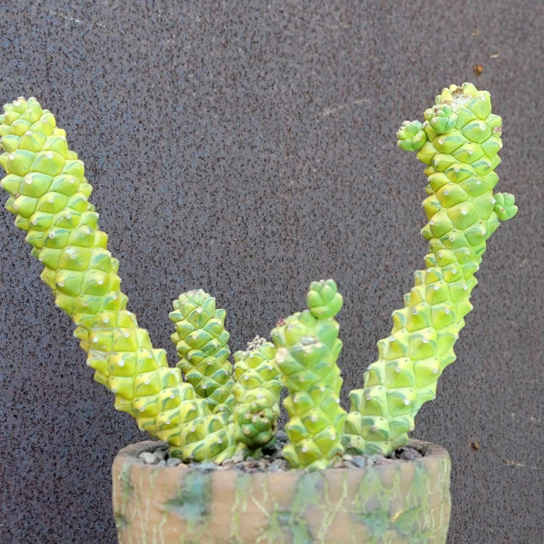 Monadenium Ritchiei - Euphorbia Ritchiei - Rare Succulent - XL - 5 ...