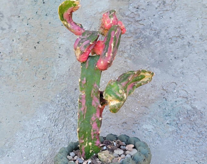 Myrtillocalycium 'polyp' Chimera Variegata Rare Cactus - Etsy
