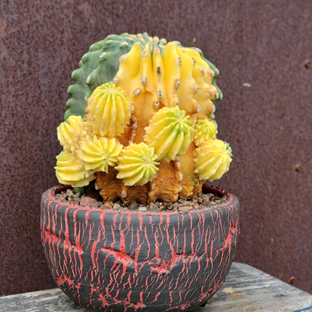 Ferocactus Glaucescens Inermis Variegated - Very Rare - Old - Big - Etsy