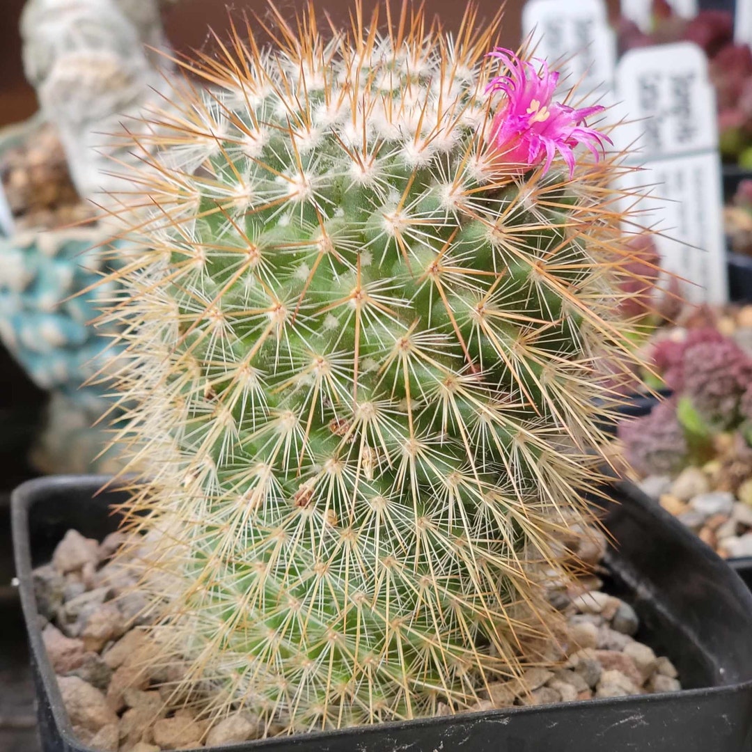 Mammillaria Spinosissima Cylindrical Pincushion Cactus - Etsy