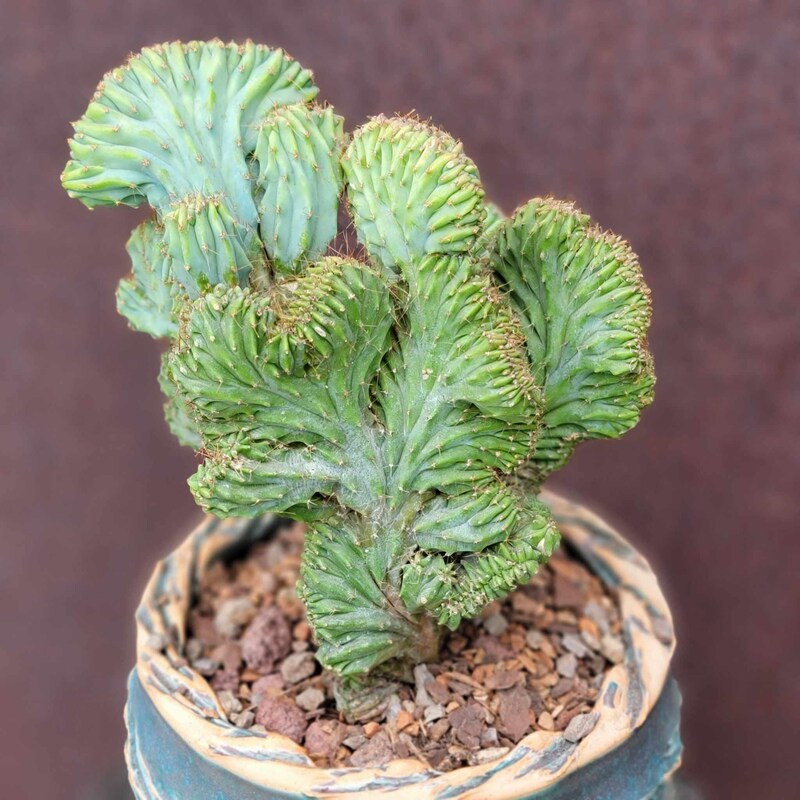 Blue Crested Cactus - Etsy