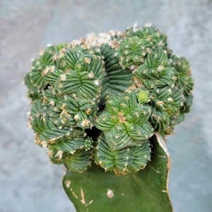 Aztekium Valdezii Rare Cactus Exact Specimen - Etsy