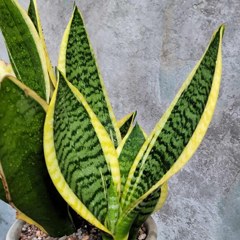 Sansevieria Trifasciata 'gold Flame' - Snake Plant Succulent - Etsy