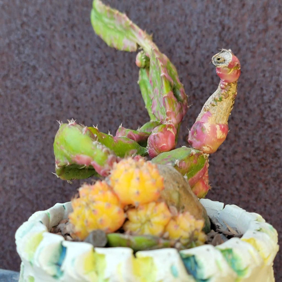 Myrtillocalycium 'polyp' Chimera Variegata Rare Cactus - Etsy