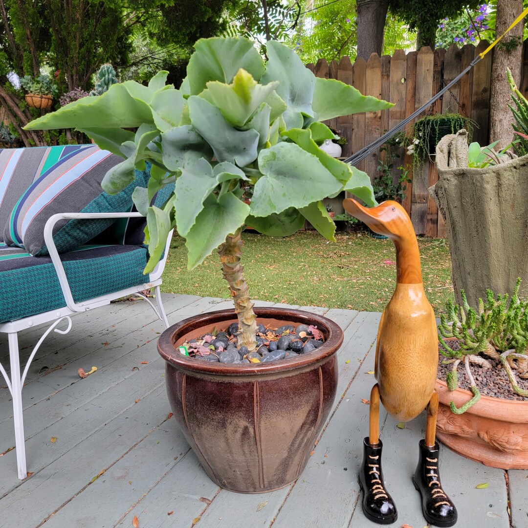 Handmade Wooden Giant Italian Duck - Italy - Over 2 Feet Tall! - Etsy