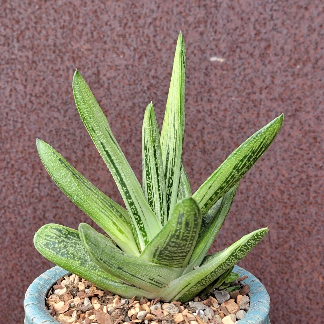 Gasteria Maculata Cv. Little Warty Succulent - Etsy