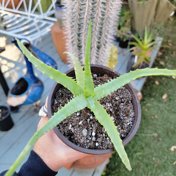 Candelabra Aloe
