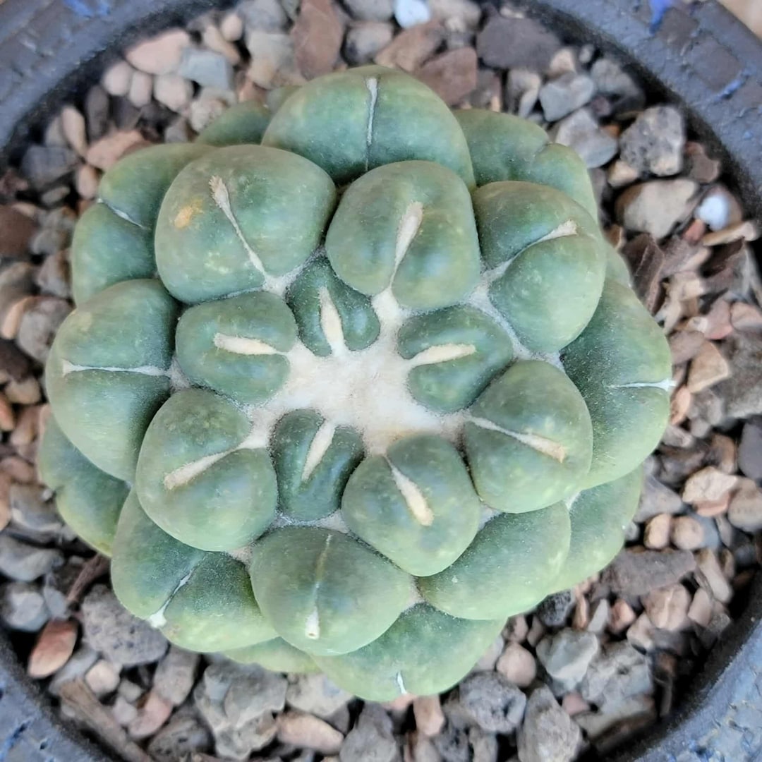 Coryphantha Elephantidens Cv Inermis - Rare Cactus - Exact Specimen - Etsy