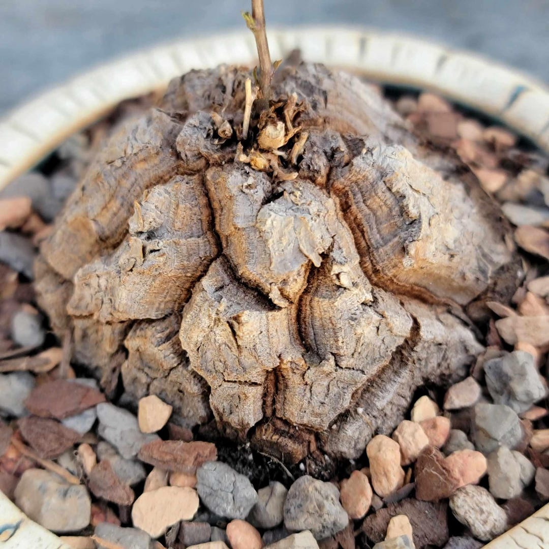 Dioscorea Elephantipes Elephant's Foot Succulent - Etsy
