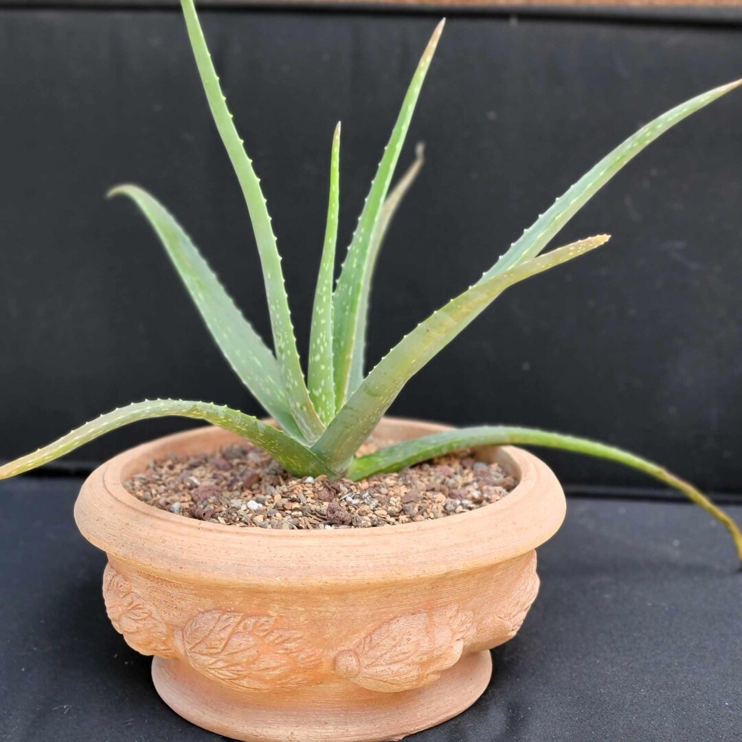Aloe Vera – Medicinal Aloe – 2 Gallon Succulent - Exact Specimen - Etsy