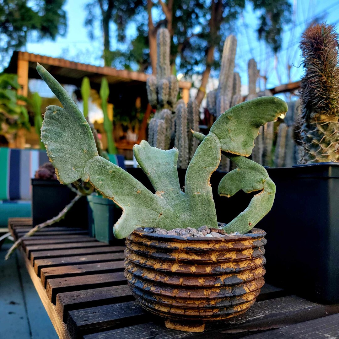 Pedilanthus Macrocarpus F. Cristata Slipper Plant Gallito Cristata Rare ...