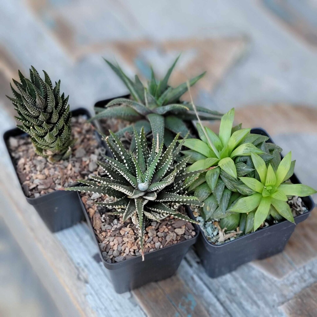 Haworthia Bundle #3 - 4 Varieties - Etsy