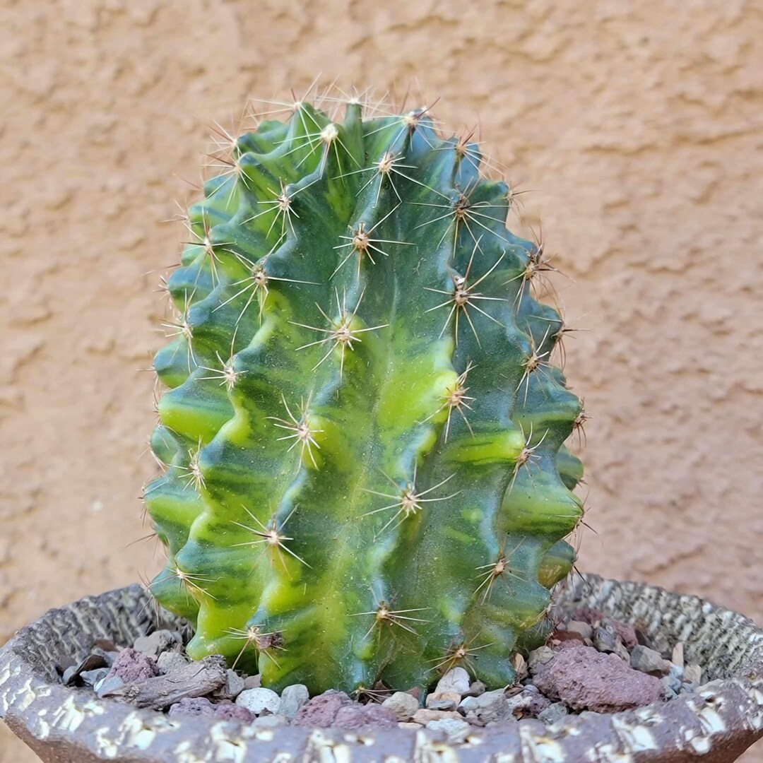 Thelocactus Setispinus Variegata Rare Cactus Exact Specimen - Etsy