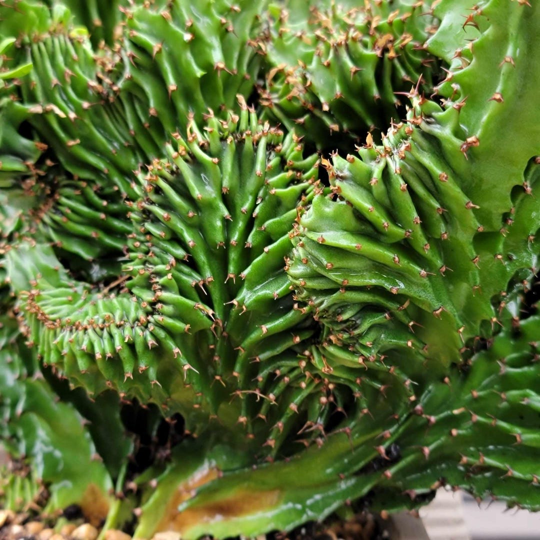 Euphorbia Ammak Cristata - Crested African Candelabra Succulent - Etsy