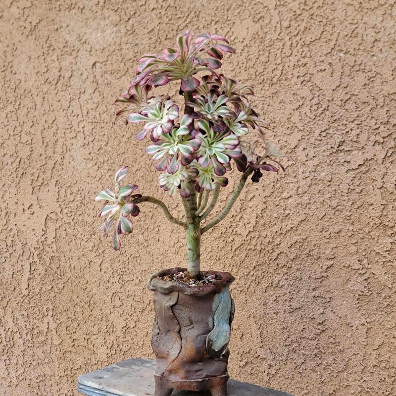 Succulent Fairy - Etsy