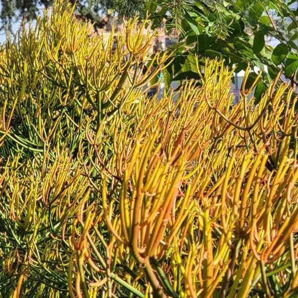 Fire Sticks Succulent - Etsy