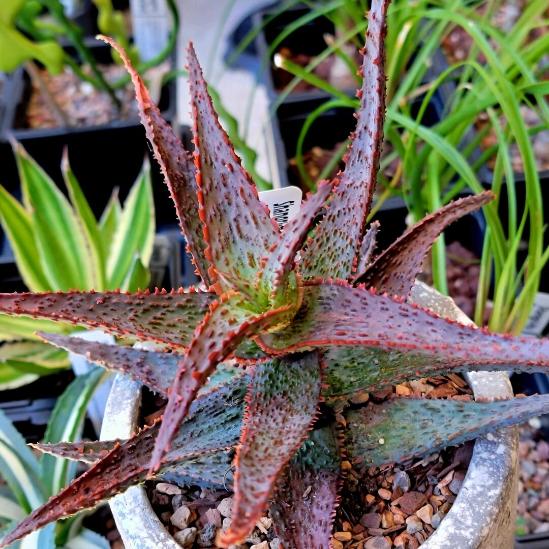 Aloe 'viper' Hybrid - Rare Succulent - Last One! - Etsy
