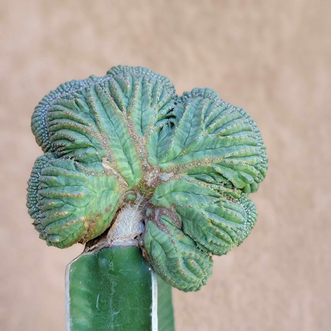 Euphorbia Obesa Cristata - Very Rare Succulent - Exact Specimen - Etsy