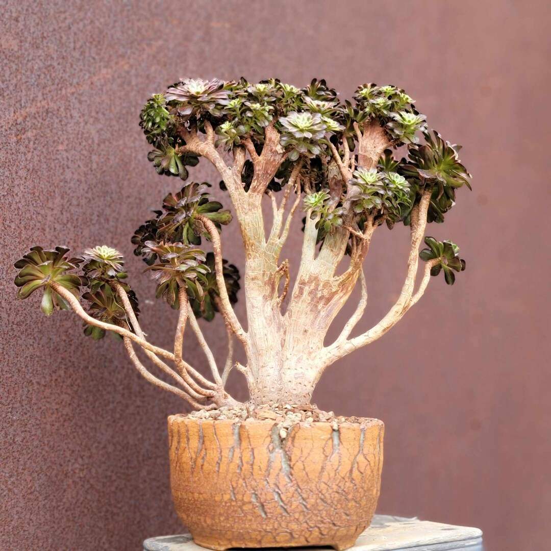 Aeonium 'medusa' Cristata - Crested Aeonium Medusa - the BIG One! - Etsy