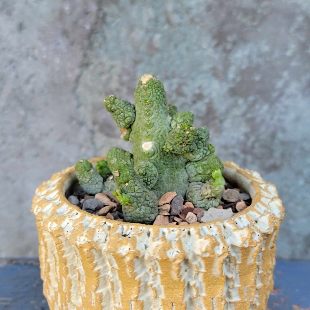 Pseudolithos Caput-viperae Snake's Head Viper's Head Rare Succulent - Etsy