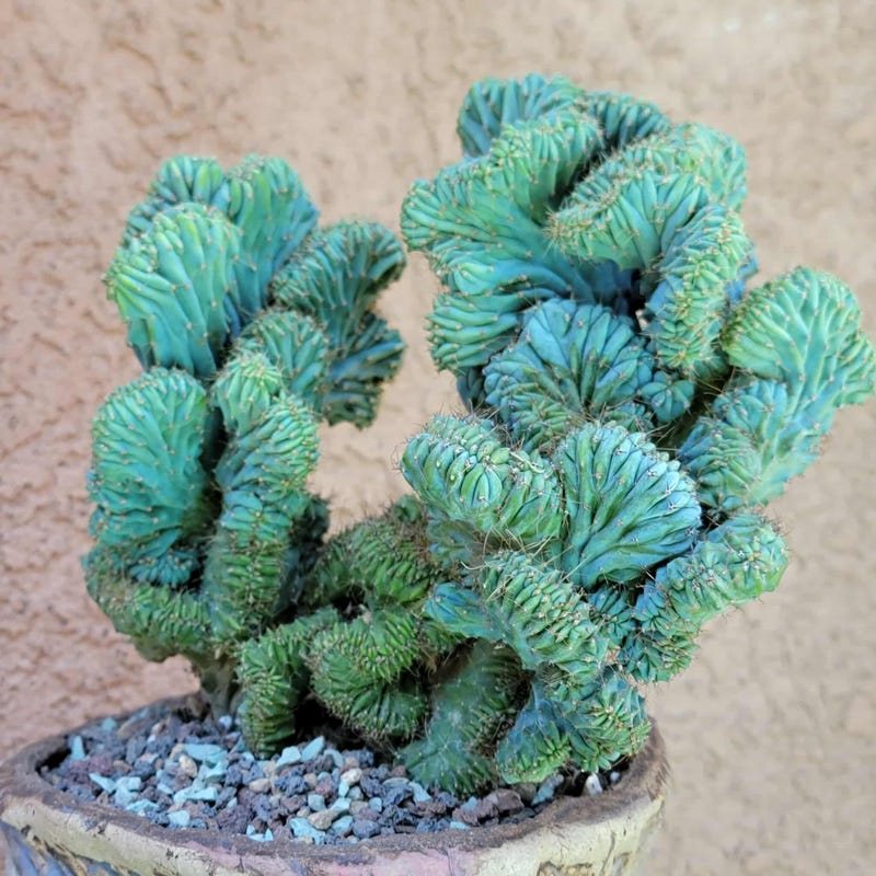 Blue Crested Cactus - Etsy