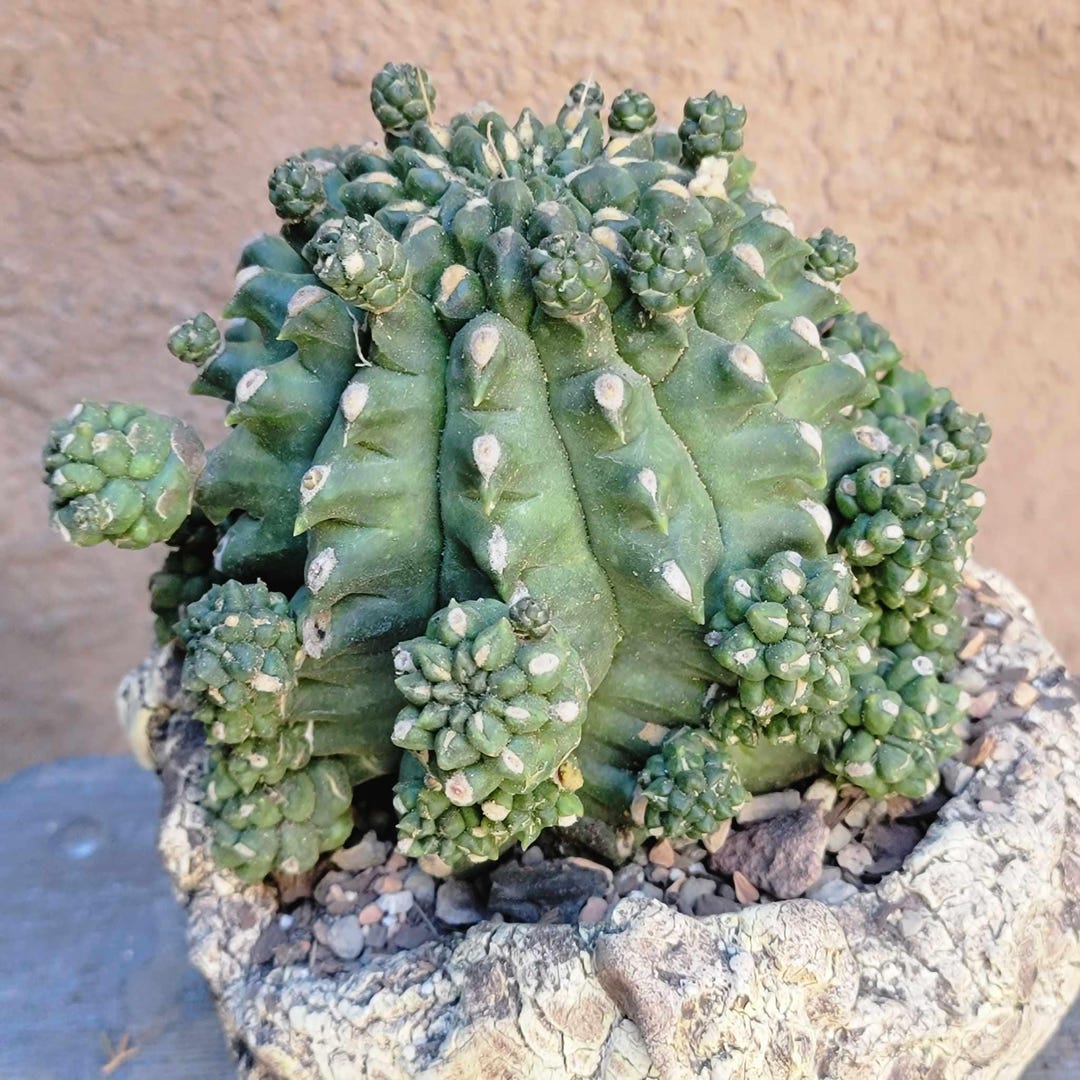 Gymnocalycium Inermis Cv Kikko - Emerald - Rare Cactus - Loaded With ...