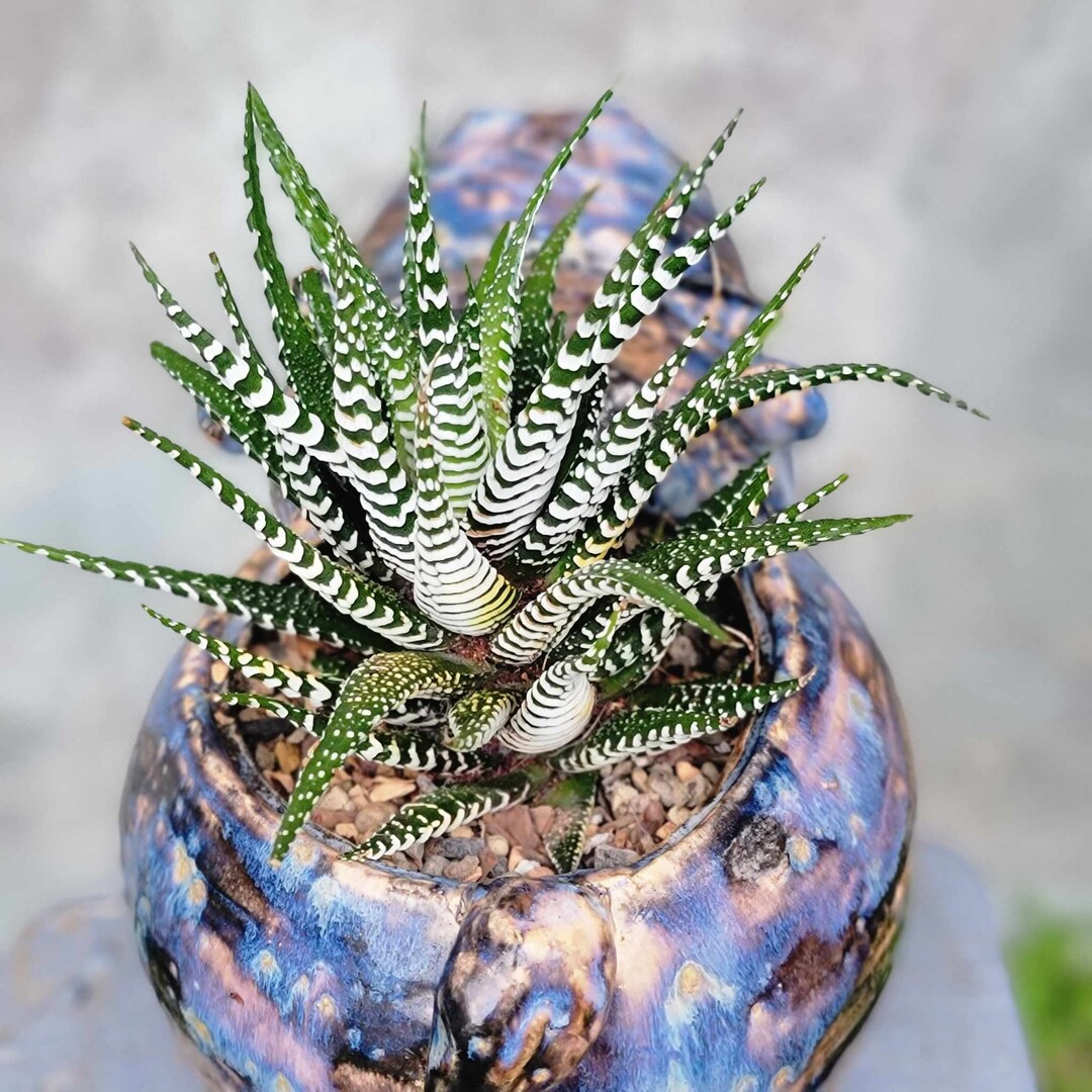 Haworthia Attenuata 'super Zebra' Succulent - Etsy