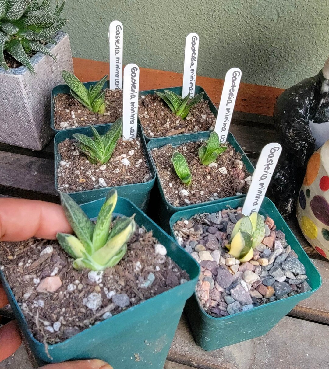 Gasteria Minima F. Variegata Yellow Variegated Ox Tongue Succulent - Etsy