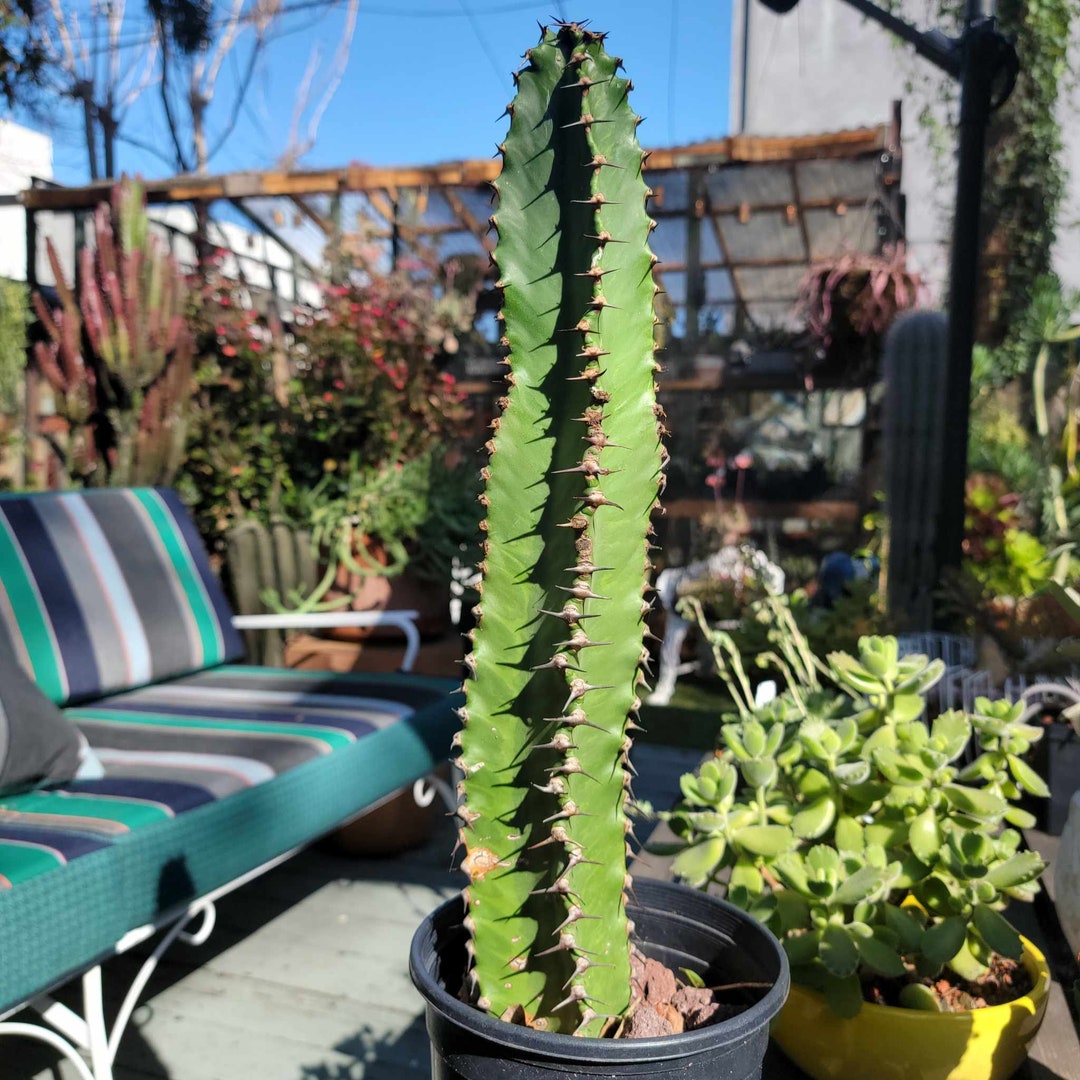 Euphorbia Ingens 'chocolate Drop' Succulent - Etsy