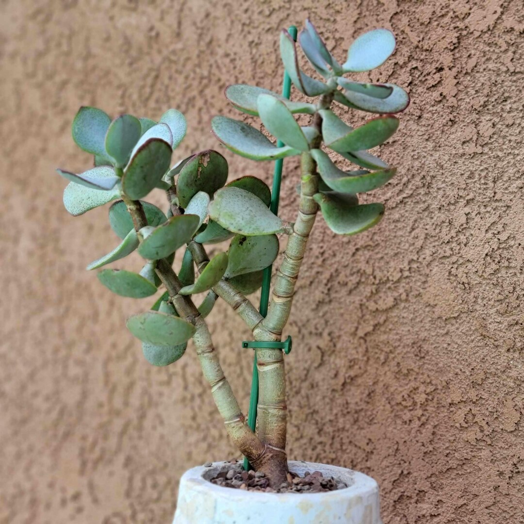 Crassula Arborescens - Silver Dollar Jade - BIG - Thick Trunk - Exact ...