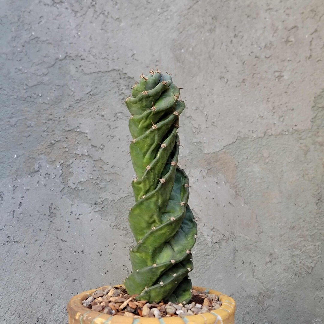 Cereus Forbesii 'spiralis' Spiral Cactus Rare Cactus - Etsy
