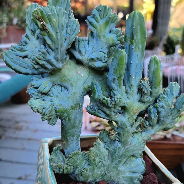 Dinosaur Back Plant - Etsy