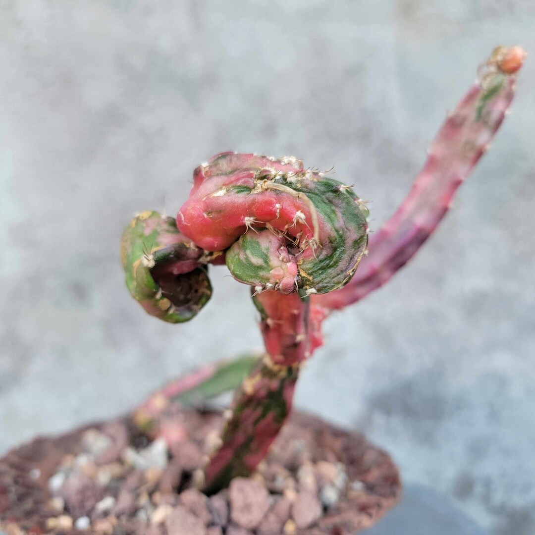 Myrtillocalycium 'polyp' Chimera Variegata Rare Cactus - Etsy
