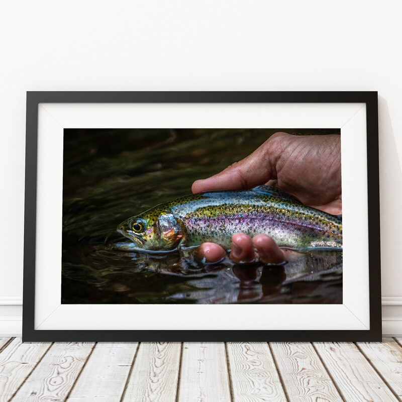 Rainbow Trout Art - Etsy