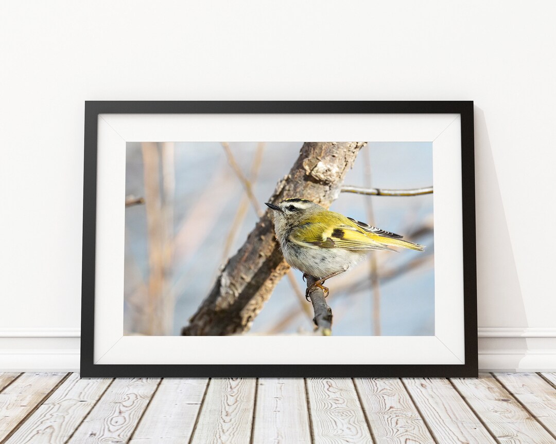 Yellow Crowned Kinglet Art Print - Interior Design - Wildlife ...