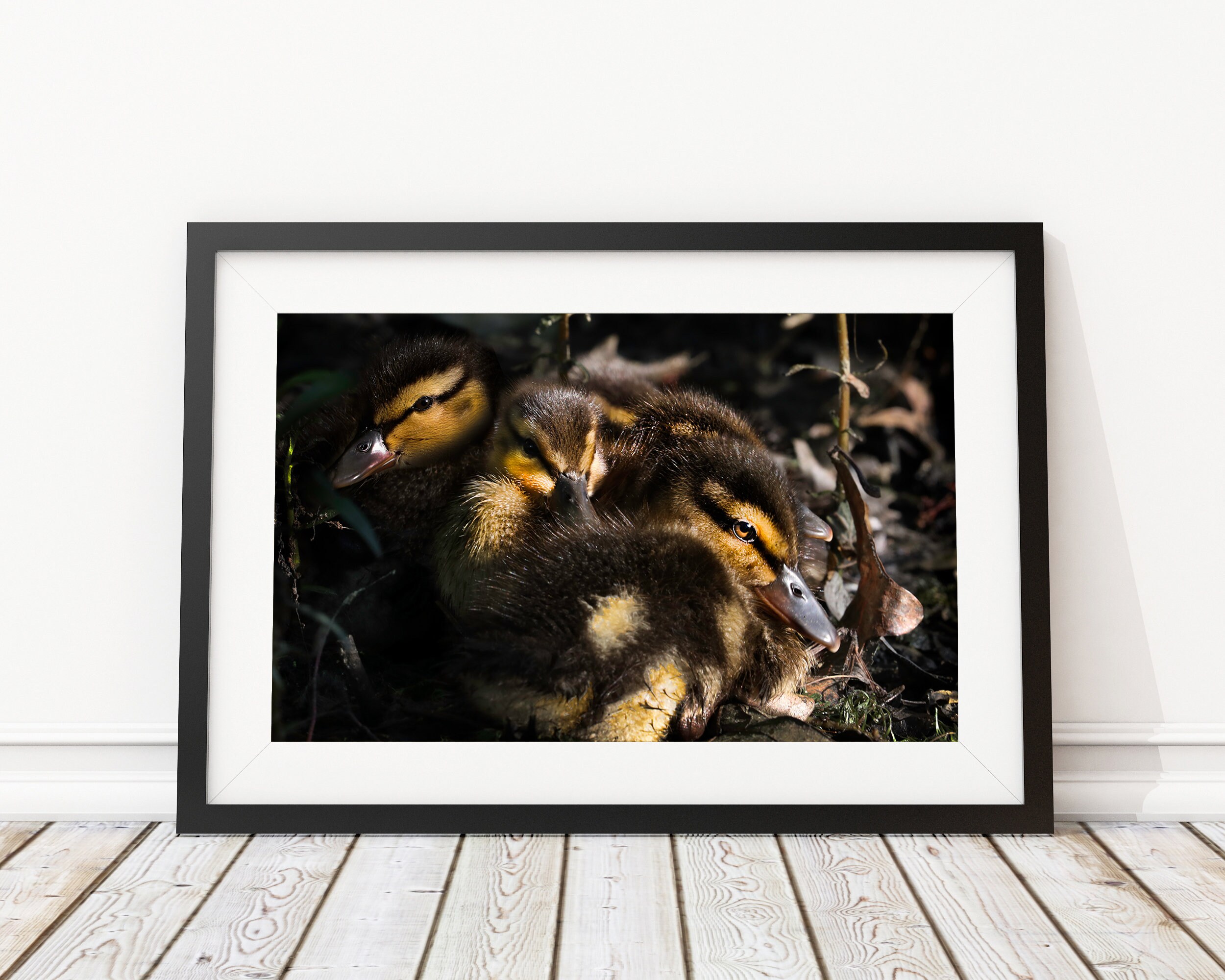 Ducklings Cuddling Art Print Interior Design Wildlife - Etsy