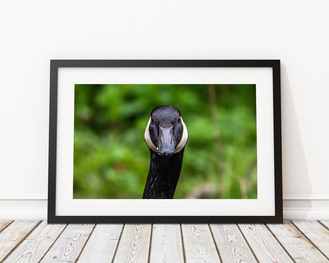 Staring Contest - Goose Art Print - Interior Design - Wildlife ...