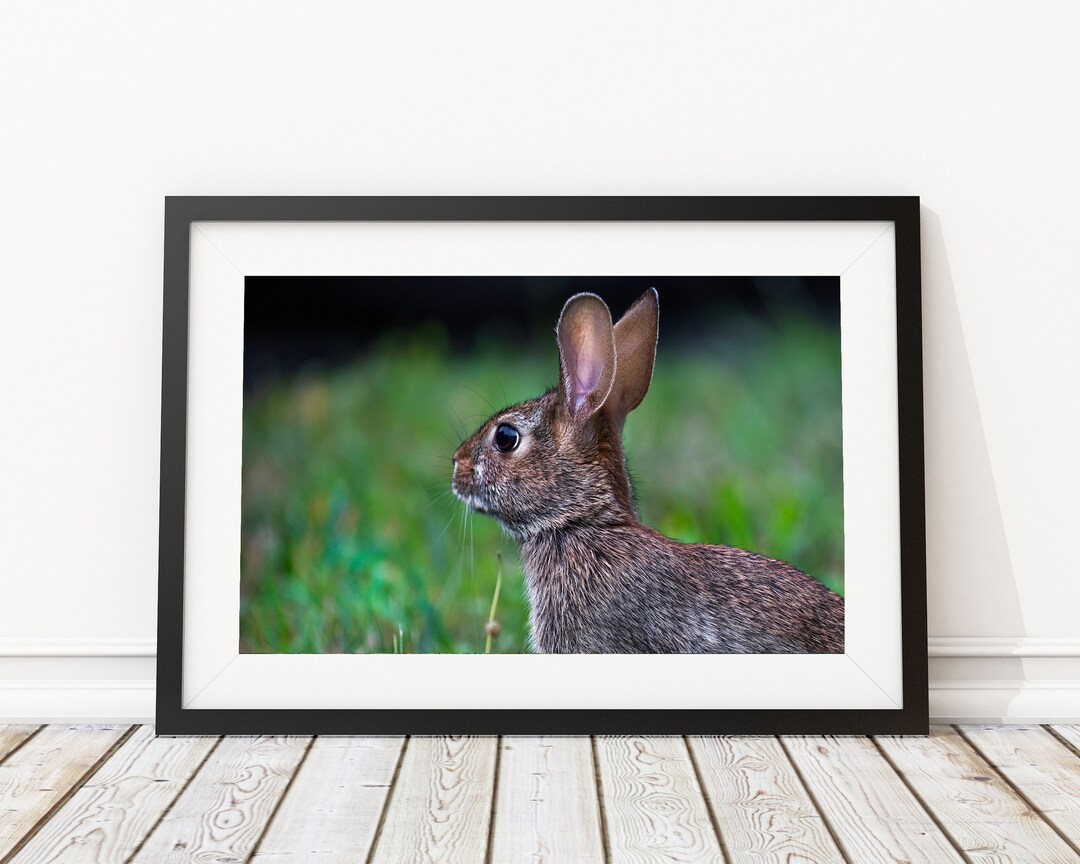 Rabbit Art Print - Interior Design - Wildlife Photography - Decor - Etsy