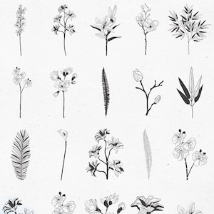 Delicate Blossom Collection of Design Floral Elements. Flowers and ...