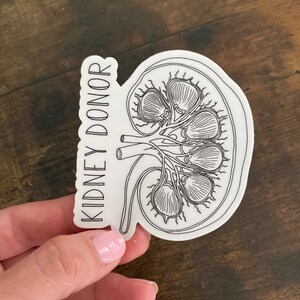 Detailed Kidney Donor Sticker, Hand-drawn Kidney Anatomy Sticker ...