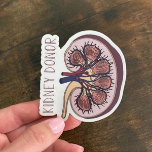 Detailed Kidney Donor Sticker, Hand-drawn Kidney Anatomy Sticker ...