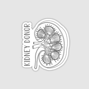 Detailed Kidney Donor Sticker, Hand-drawn Kidney Anatomy Sticker ...